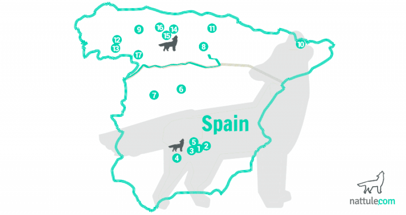 17 Spanish Forests Where Wolves Aren't The Bad Guy